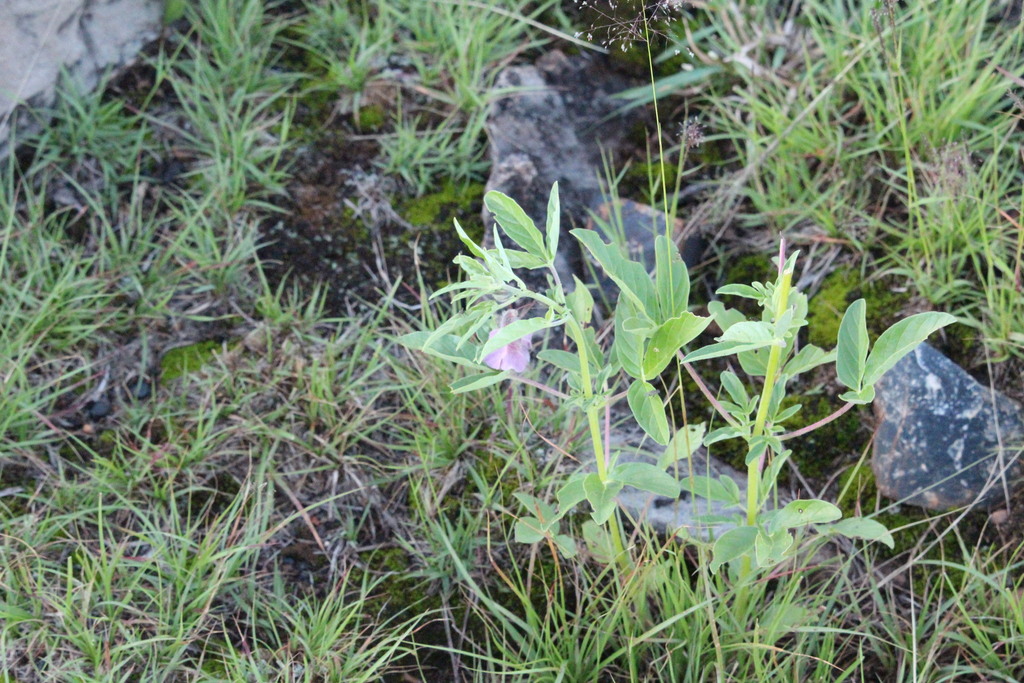 Wild Sesame from West Rand District Municipality, South Africa on ...