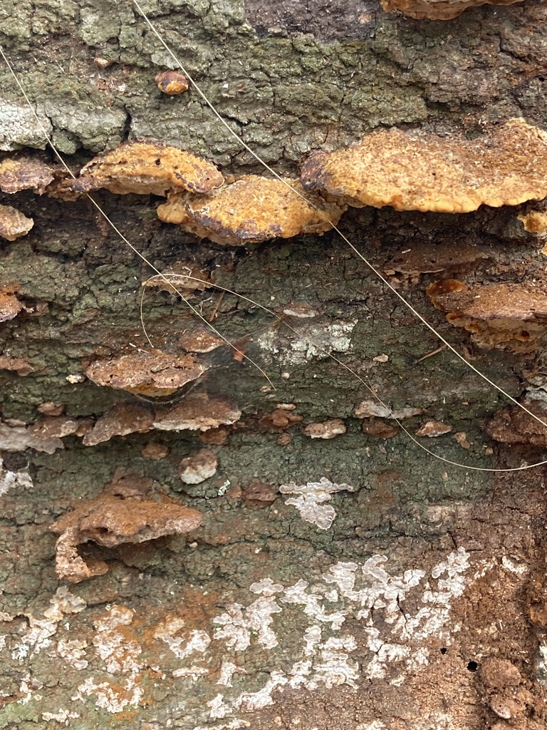 Mustard Yellow Polypore from Lake Parker Park, Lakeland, FL, US on ...