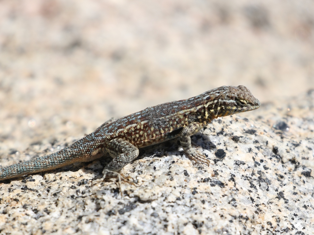 Western Side-blotched Lizard from Riverside County, CA, USA on May 6 ...