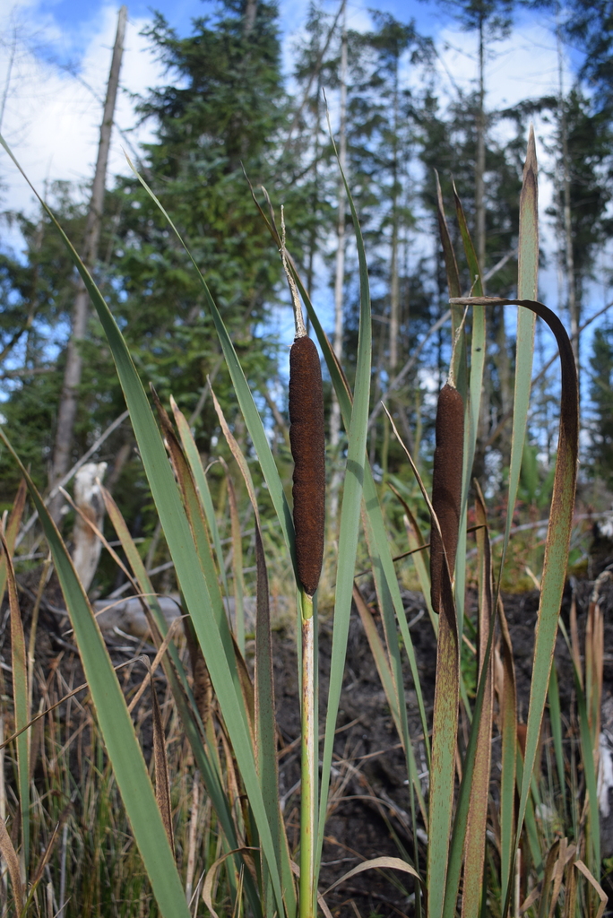 broadleaf cattail from Mid Ulster, UK on October 2, 2024 at 12:19 PM by ...