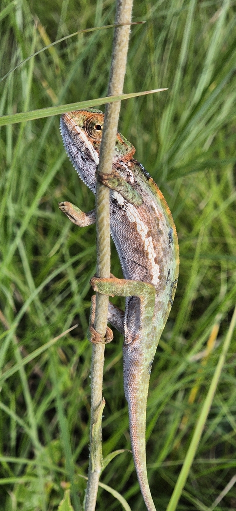 Flap-necked Chameleon from Mahogany Ridge, Pinetown, 3608, South Africa ...