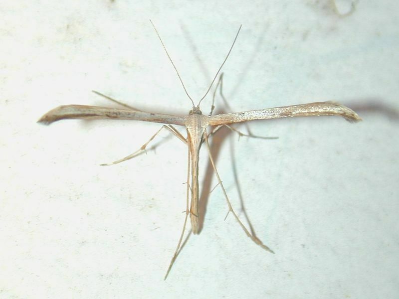 Morning-glory Plume Moth from Bedford Audubon Society, Katonah, NY, USA ...