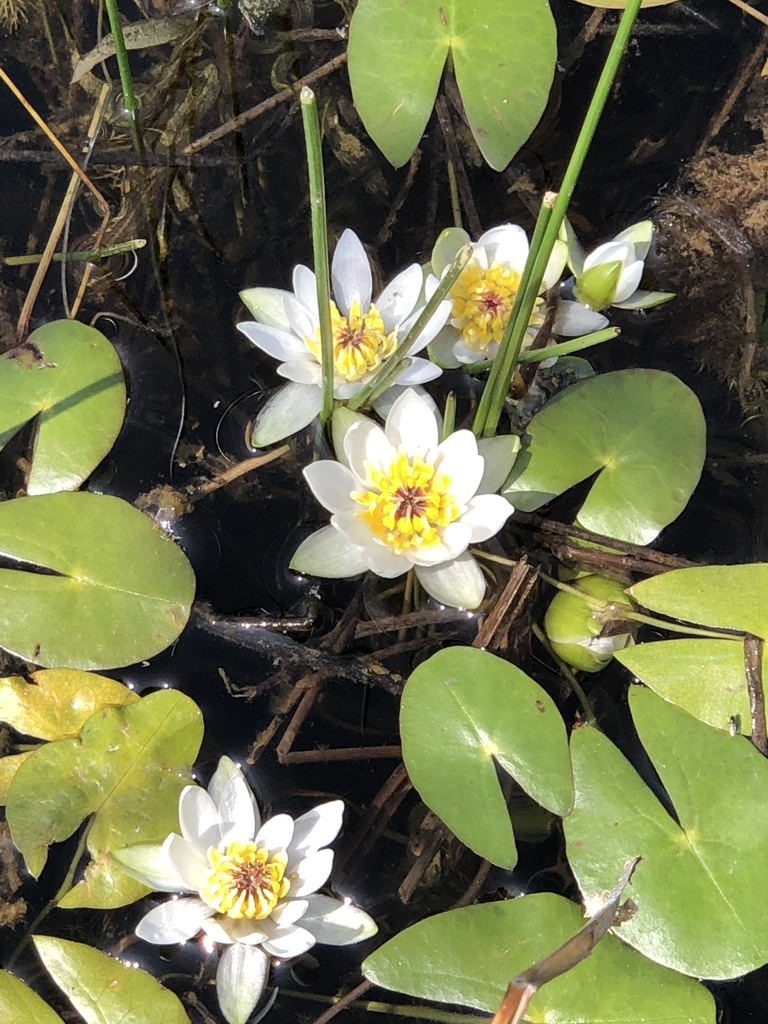 Pygmy Water-lily (Nymphaea tetragona) - Botanical Realm