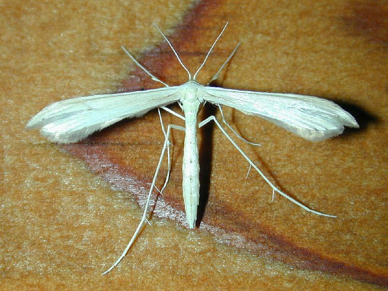 Plain Plume Moth from Jamaica Bay Wildlife Refuge, Queens, NY, USA on ...