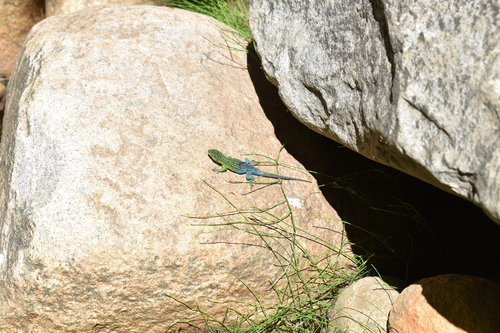 Blue-Green Smooth-throated Lizard (Liolaemus tenuis) - Snakes and Lizards