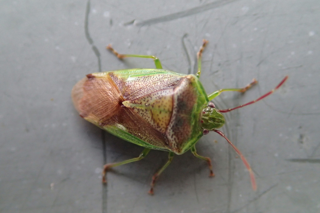 Forest shield bug in September 2024 by d_kluza · iNaturalist