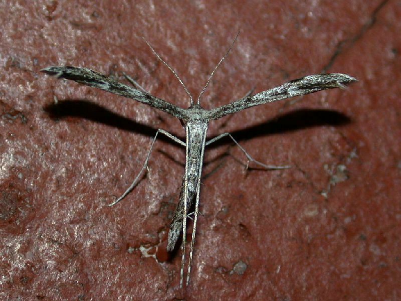 Black-marked Plume Moth from Floyd Bennet Field, Brooklyn, NY, USA on ...