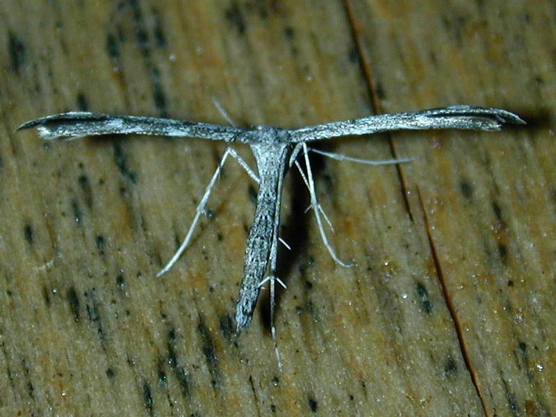 Black-marked Plume Moth from Jamaica Bay Wildlife Refuge, Queens, NY ...