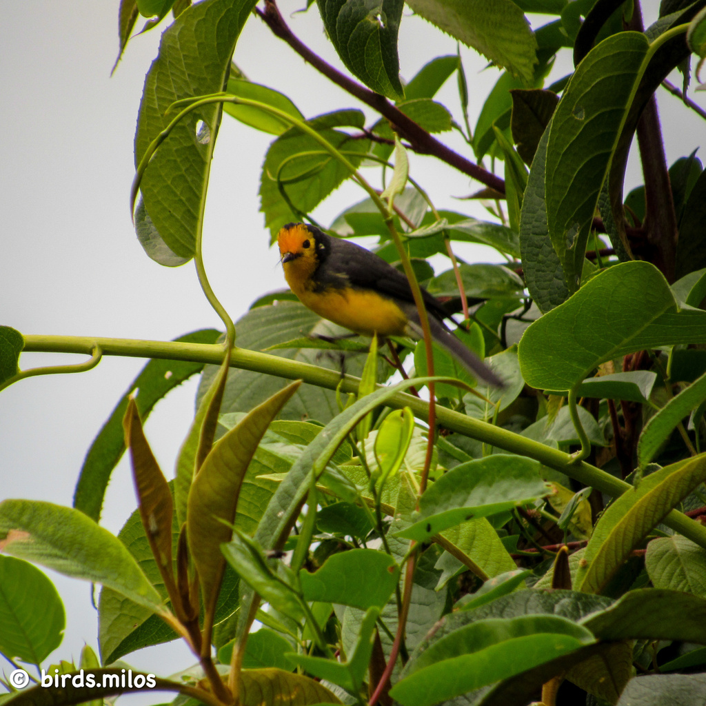 Golden-fronted Redstart from Parque Nacional Natural Los Nevados ...