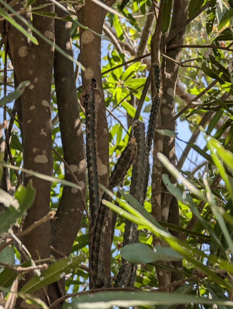 Acanthocereus hesperius in January 2025 by Rodrigo Arrazola · iNaturalist