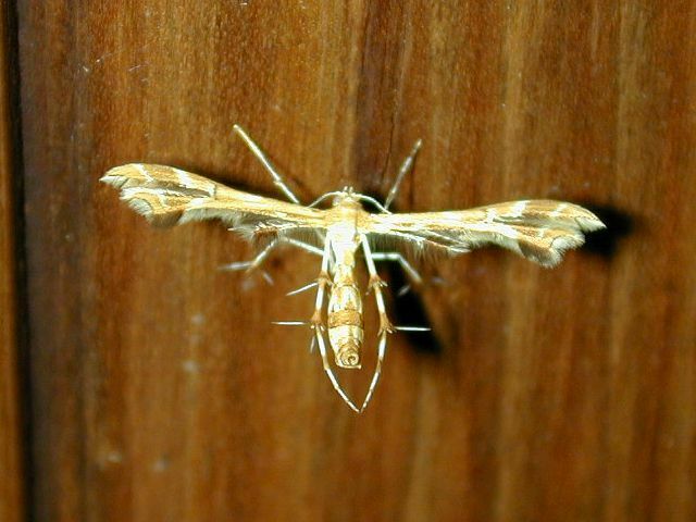 Grape and Sheppard's Plume Moths from Bear Mountain, Orange County, NY ...
