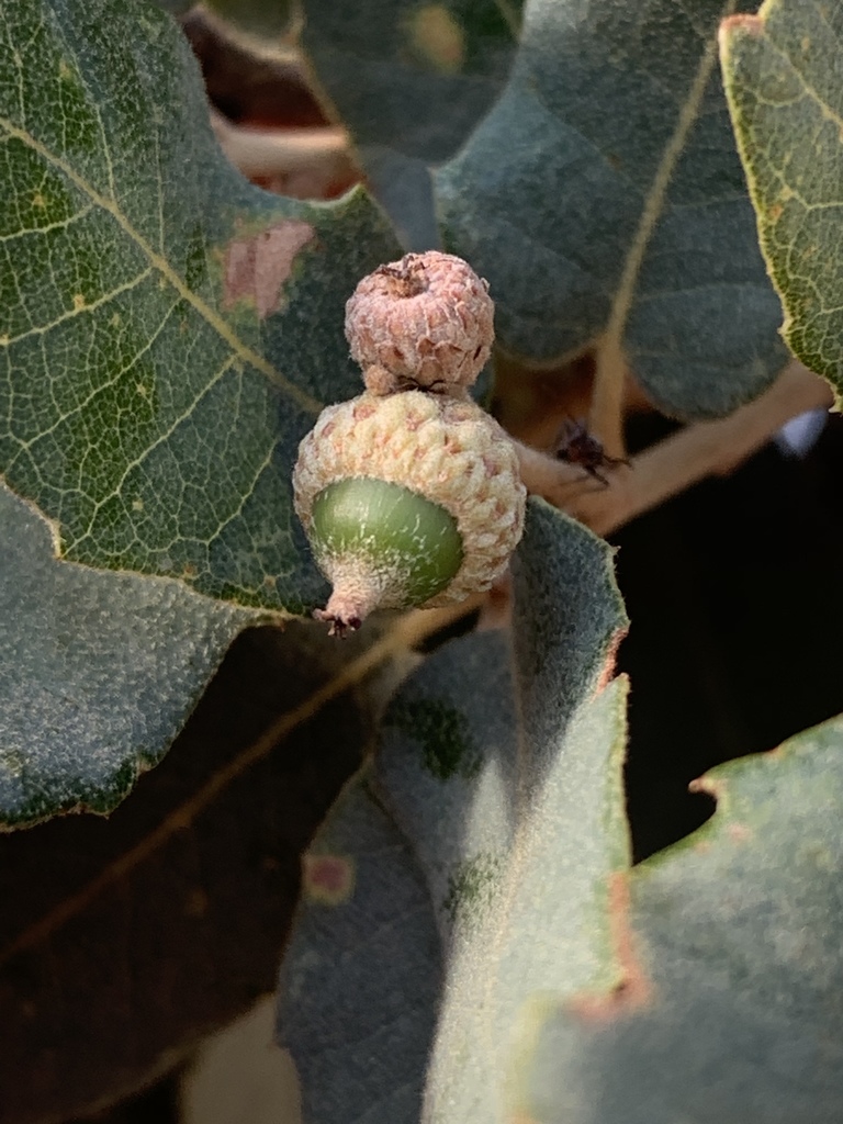 gray oak (Quercus grisea) - Botanical Realm