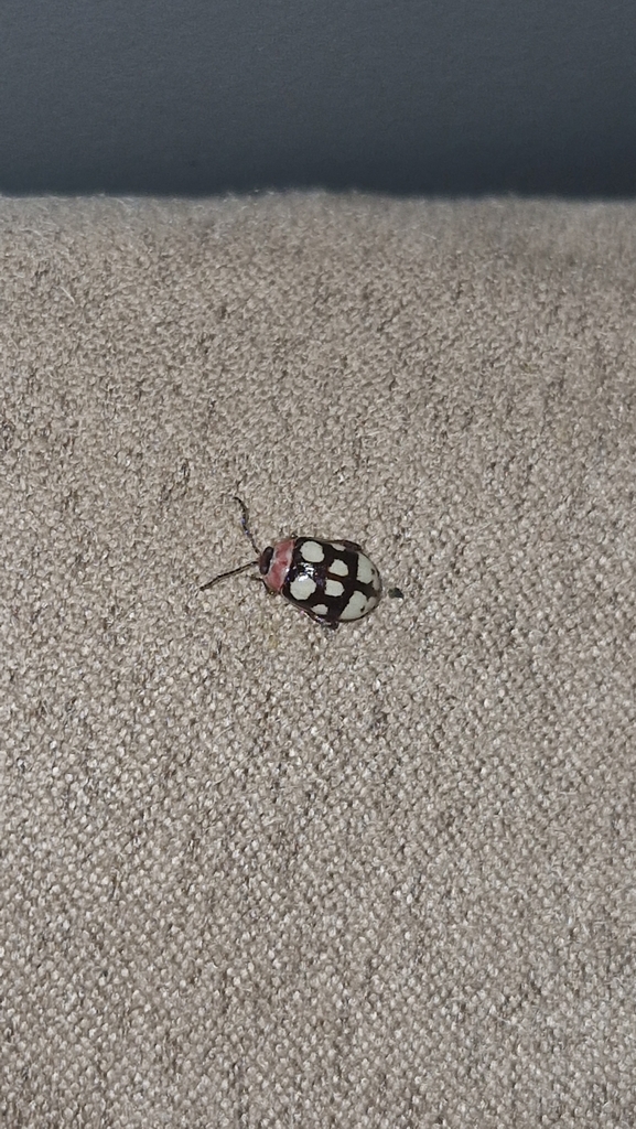 Alagoasa from David on January 18, 2025 at 03:14 PM by Emilly · iNaturalist