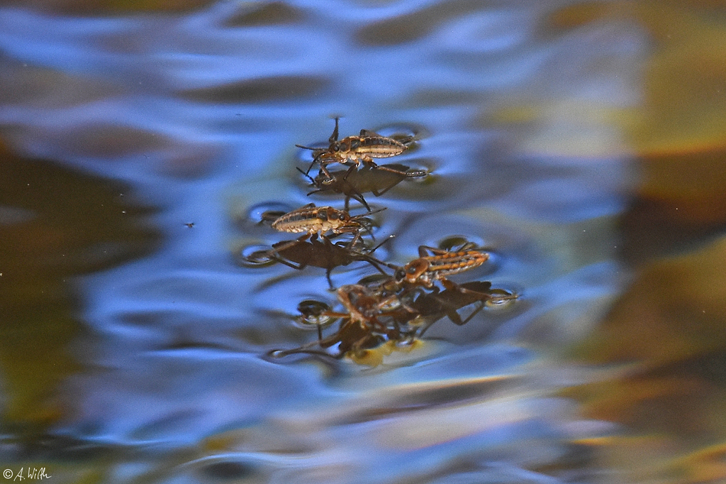 Water Crickets from North Aegean Region, Griechenland on April 10, 2024 ...