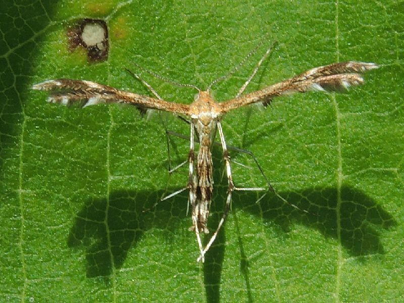 Lobed Plume Moth from Edgewood Preserve, Dix Hills, NY, USA on July 3 ...