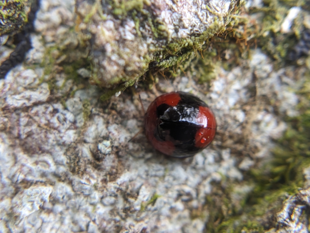 Derispia from Pezhumpara, Kerala 689662, India on December 30, 2024 at ...