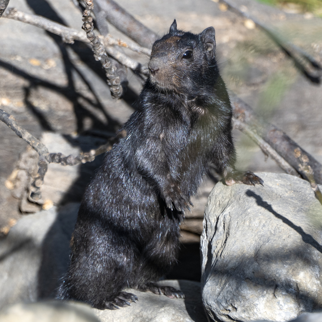 Rock Squirrel from Zona Valle Oriente, 66278 San Pedro Garza García, N ...