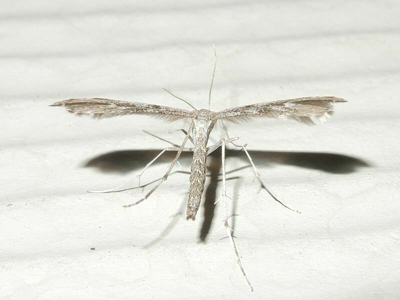 Black-marked Plume Moth from Jamaica Bay Wildlife Refuge, Queens, NY ...