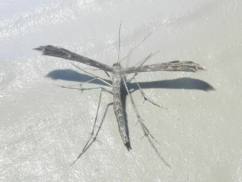 Black-marked Plume Moth from Jamaica Bay Wildlife Refuge, Queens, NY ...