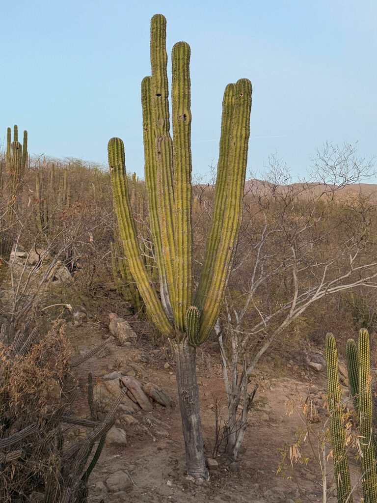 Mexican Giant Cactus from La Paz, BCS, Mexico on January 2, 2025 at 05: ...