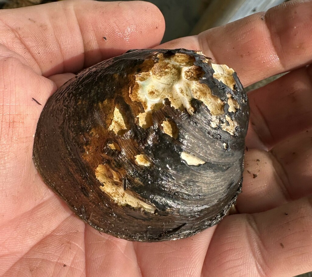 Alabama Orb from Coosa River, Gorman Park, Shelby County, AL, USA on ...