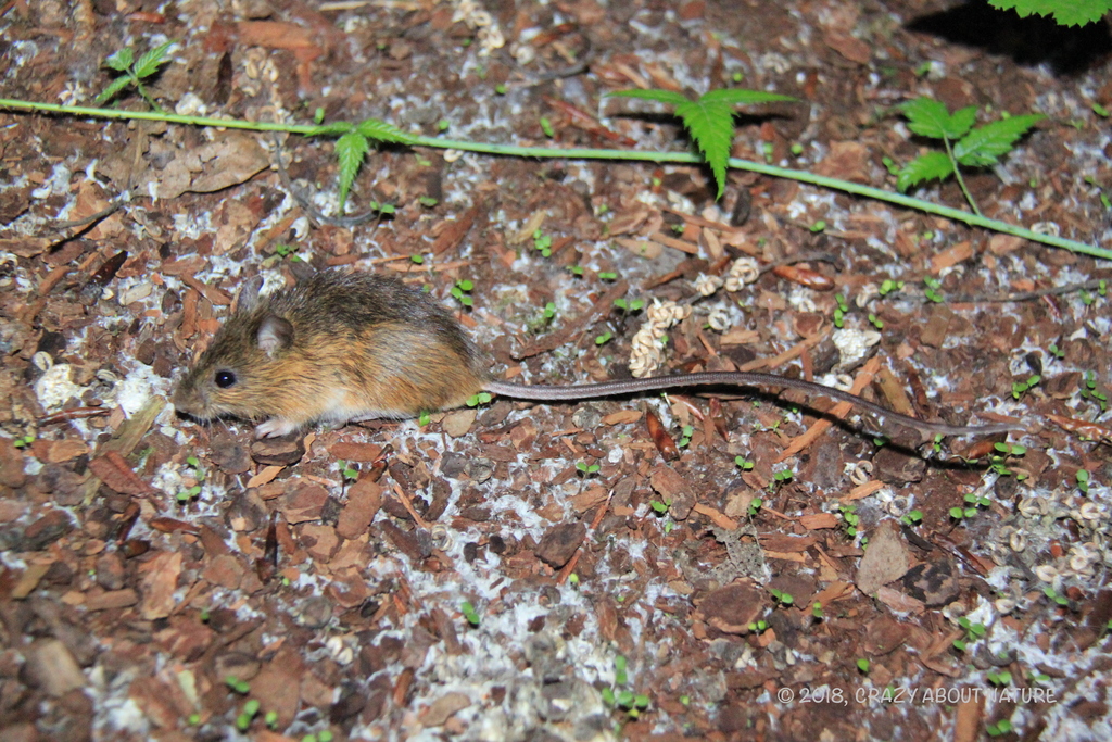Pacific Jumping Mouse from Renton, WA, USA on July 3, 2011 at 09:28 PM ...