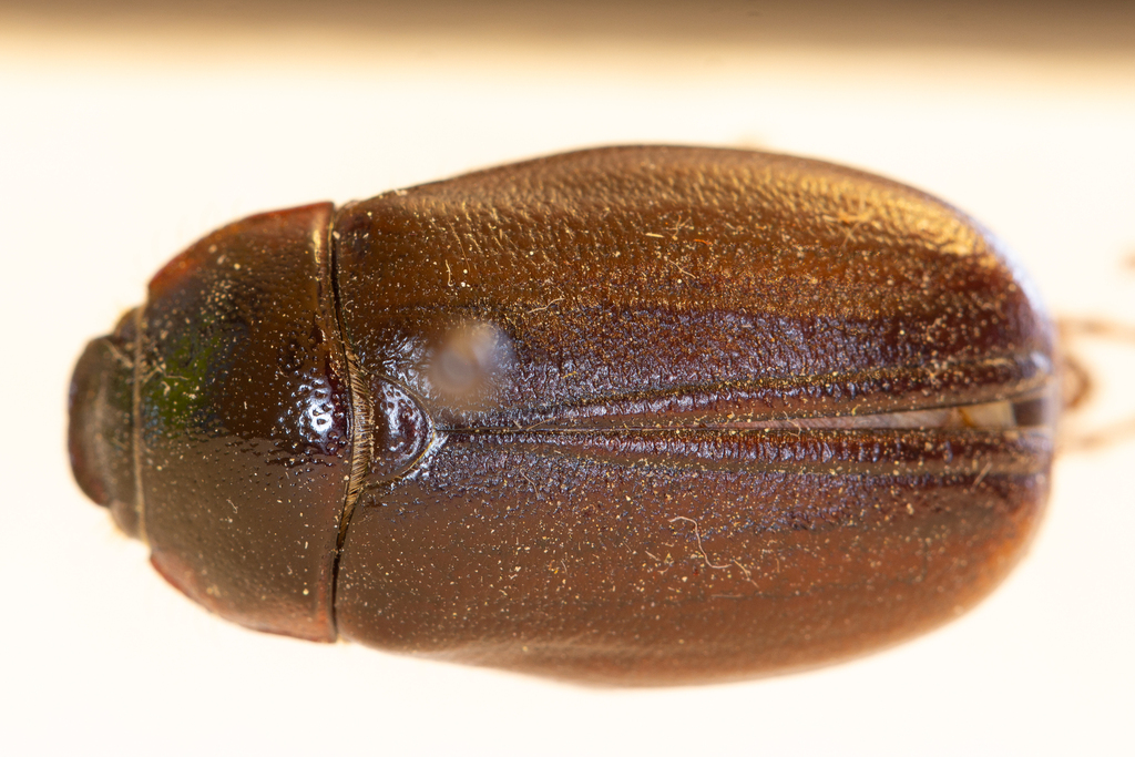 May Beetles from Franklin County, MO, USA on April 14, 2024 at 04:31 PM ...