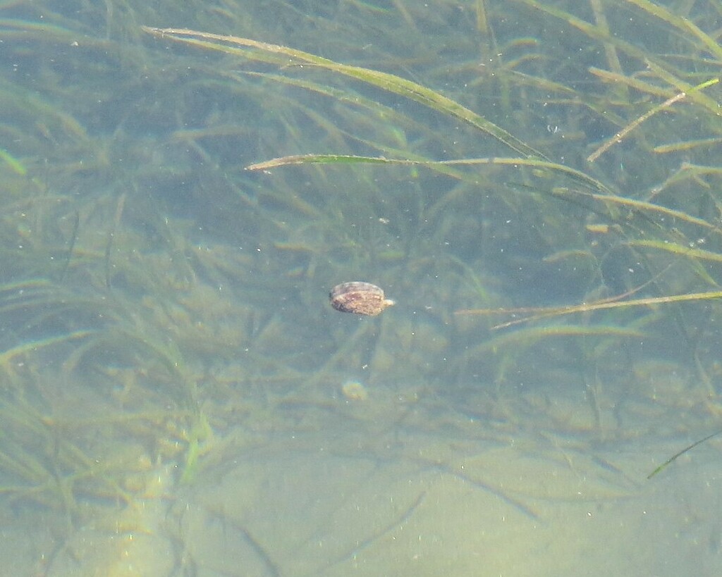 Cloudy Bubble Snail from San Dieguito Lagoon, Del Mar, CA 92014, USA on ...