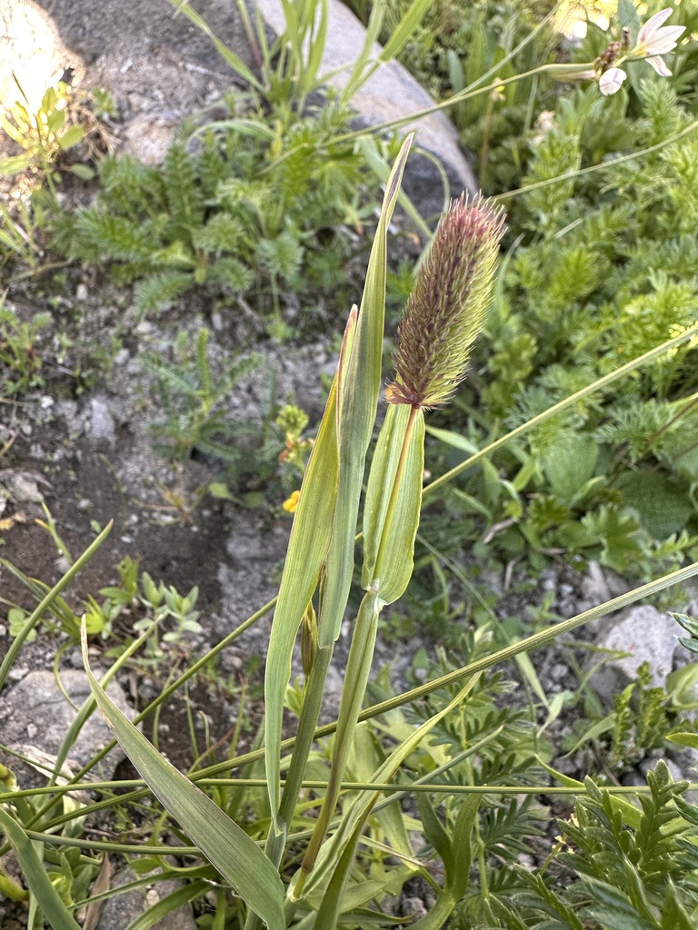 Alpine Timothy from Ñuble, CL-BI, CL on January 18, 2025 at 06:32 PM by ...