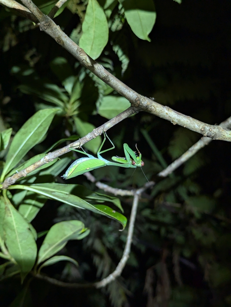 Camelomantis parva from 2G6Q+7R, Kinabalu Park, 89300 Kundasang, Sabah ...