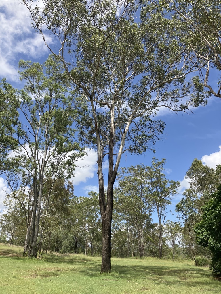 grey box from Northwest Outer Brisbane, Lake Manchester, QLD, AU on ...