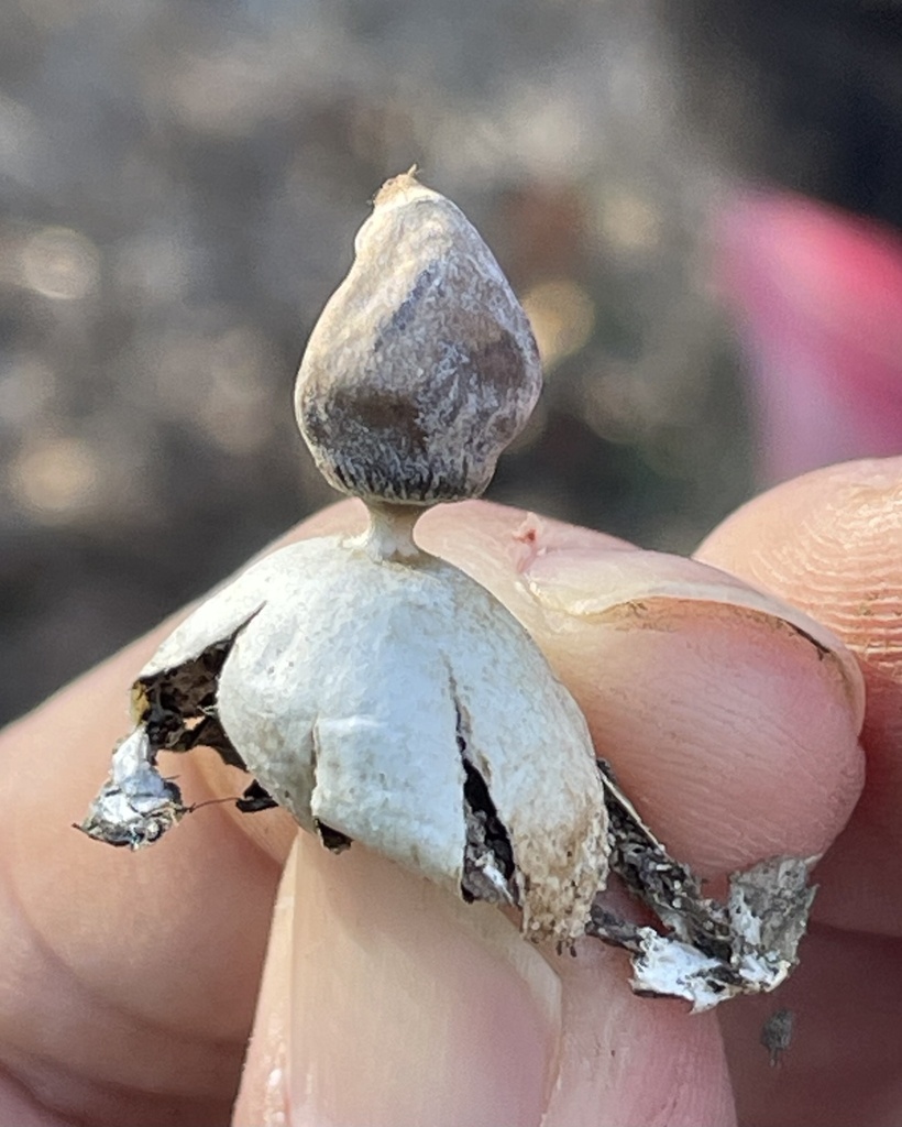 Beaked Earthstar from Crawford Memorial Park, Dallas, TX, US on January ...
