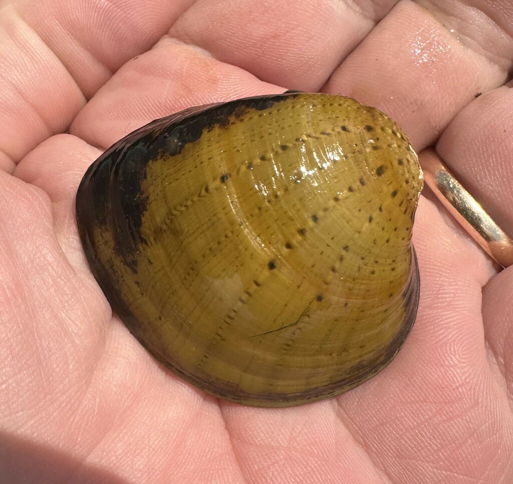 Butterfly Mussel from Coosa River, Elliott Island, Talladega Co., AL ...