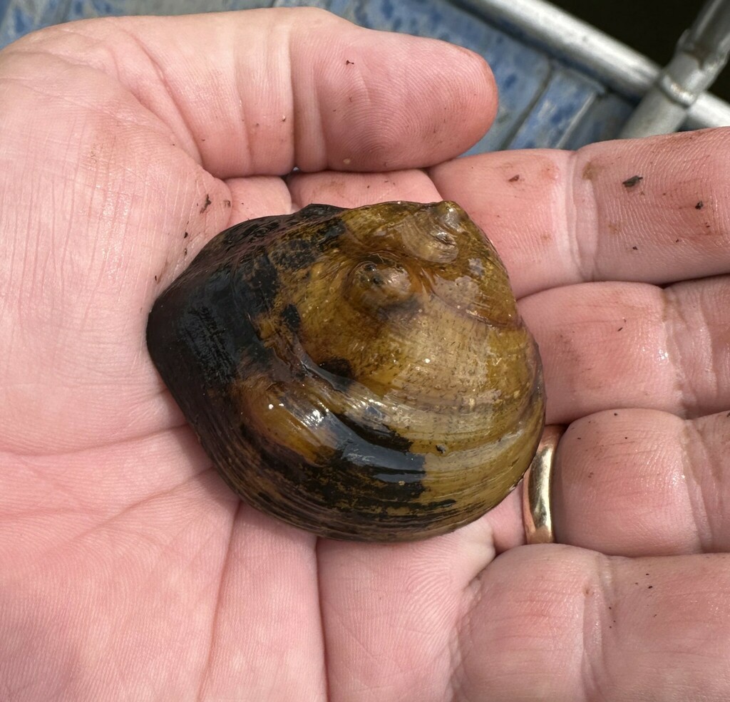 Three-horn Wartyback from Coosa River, Elliott Island, Talladega Co ...