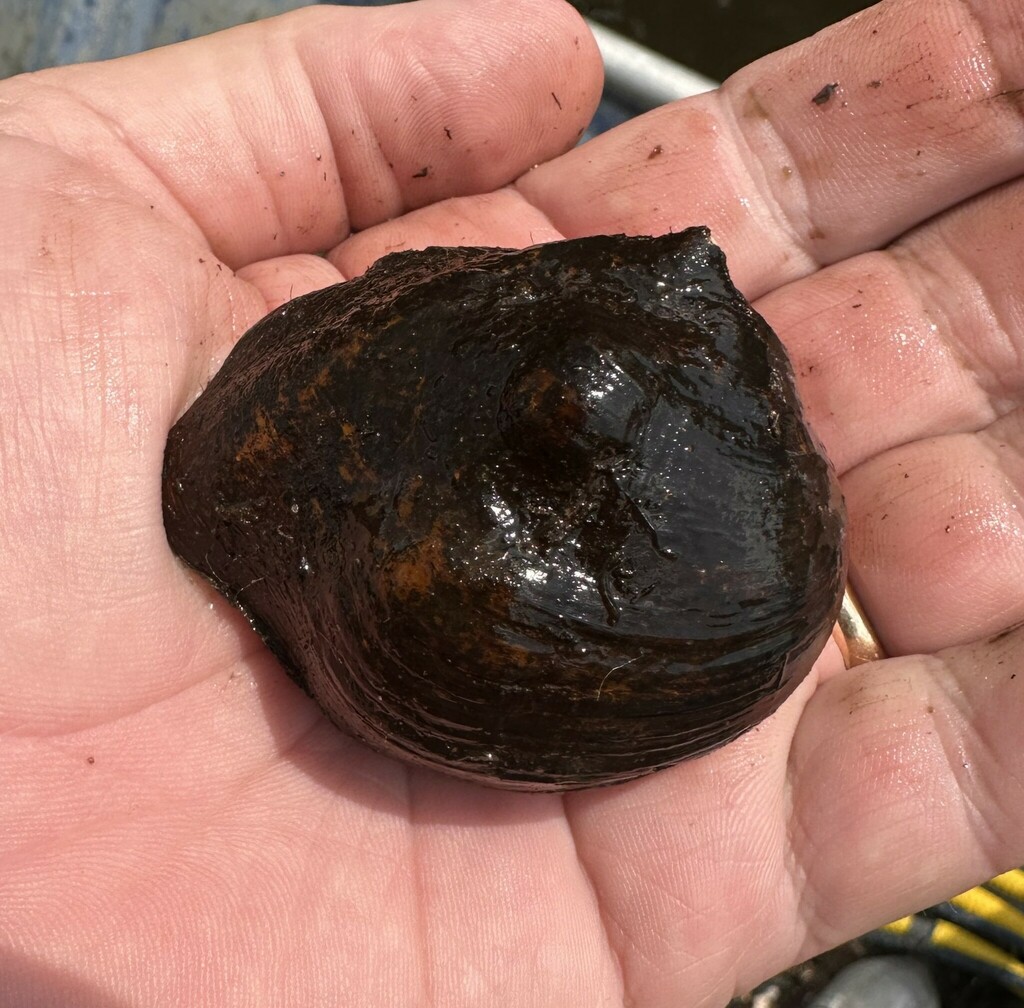 Three-horn Wartyback from Coosa River, Elliott Island, Talladega Co ...