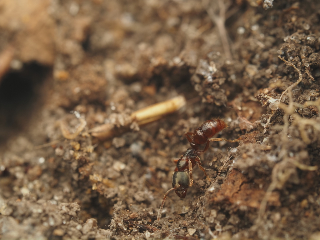 Pantropical Wolf Ant from Miami-Dade County, FL, USA on January 18 ...