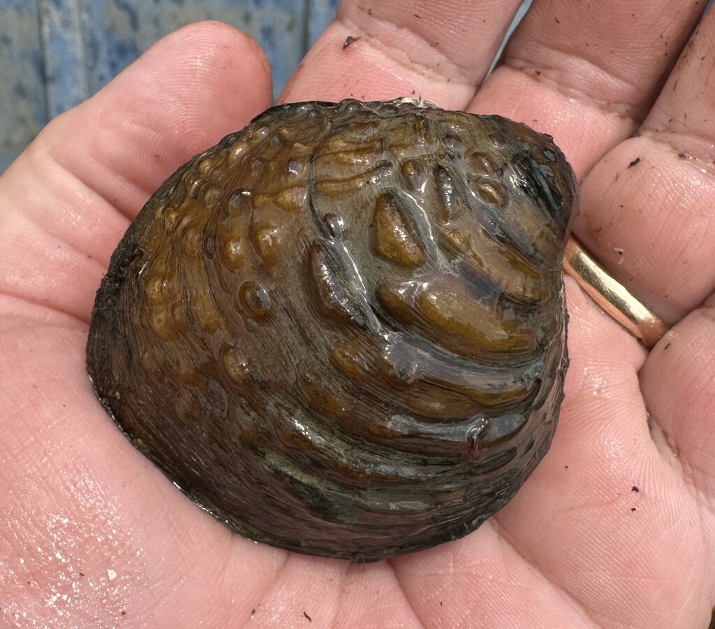 Alabama Orb from Coosa River, Elliott Island, Talladega Co., AL, USA on ...
