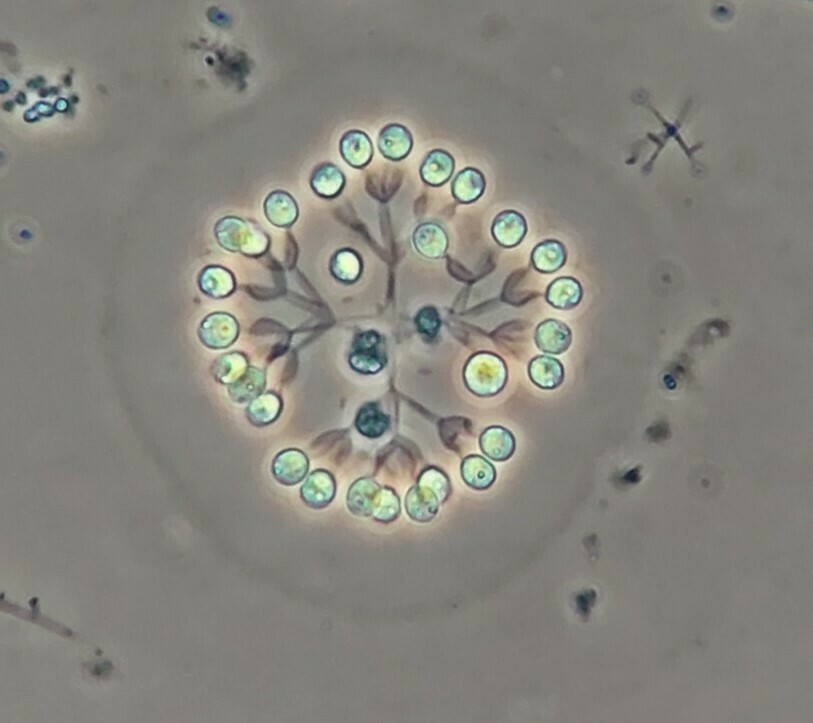 Chlorellaceae from Brisbane QLD, Australia on January 18, 2025 at 09:35 ...