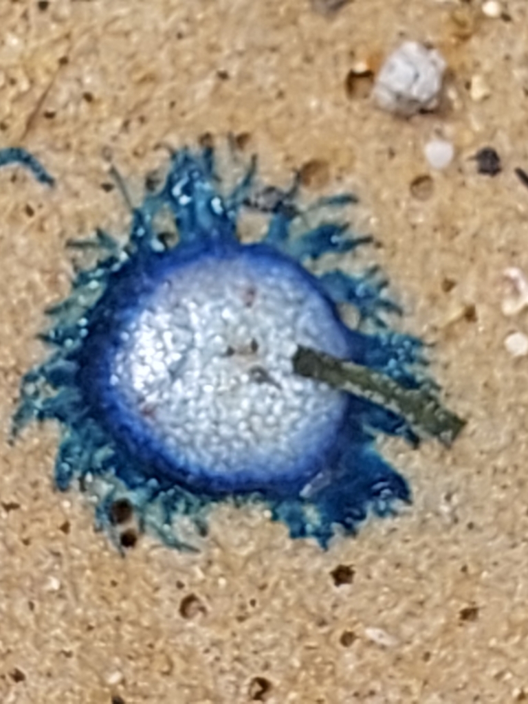 Blue Button from West Esplanade opp Manly Art Gallery, Manly NSW 2095 ...