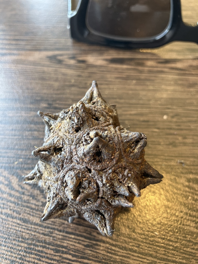 spider gum from Phillip Island, Newhaven, VIC, AU on January 19, 2025 ...