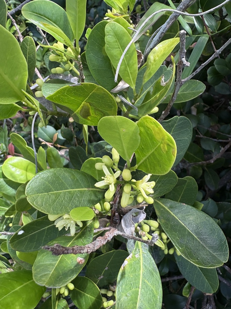 Beach Acronychia from Port Macquarie NSW 2444, Australia on January 12 ...