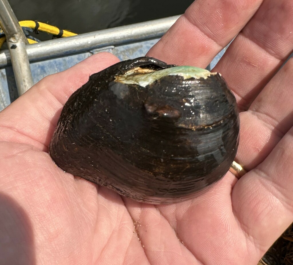 Three-horn Wartyback from Coosa River near Grovers Point Park ...
