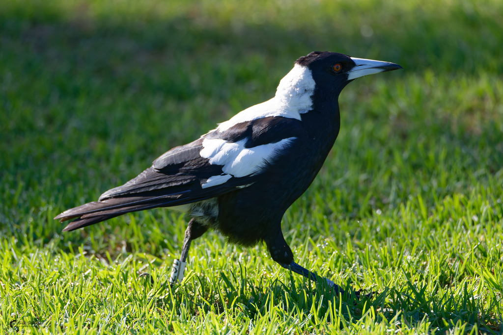 Australian Magpie from Melbourne VIC, Australia on January 19, 2025 at ...