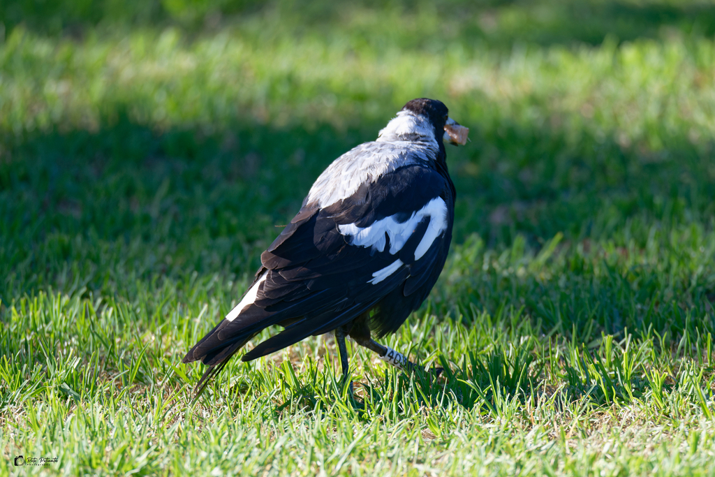Australian Magpie from Melbourne VIC, Australia on January 19, 2025 at ...