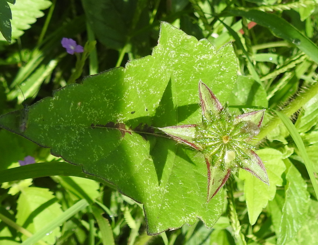 Alache desde Guanajuato, Gto., México el 21 de agosto de 2016 a las 08: ...