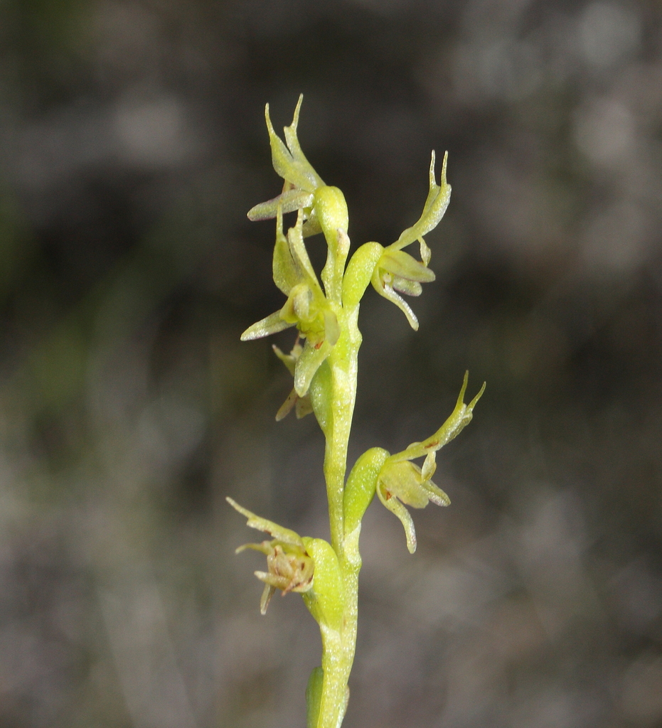 Little Laughing Leek Orchid from Wansbrough WA 6320, Australia on ...