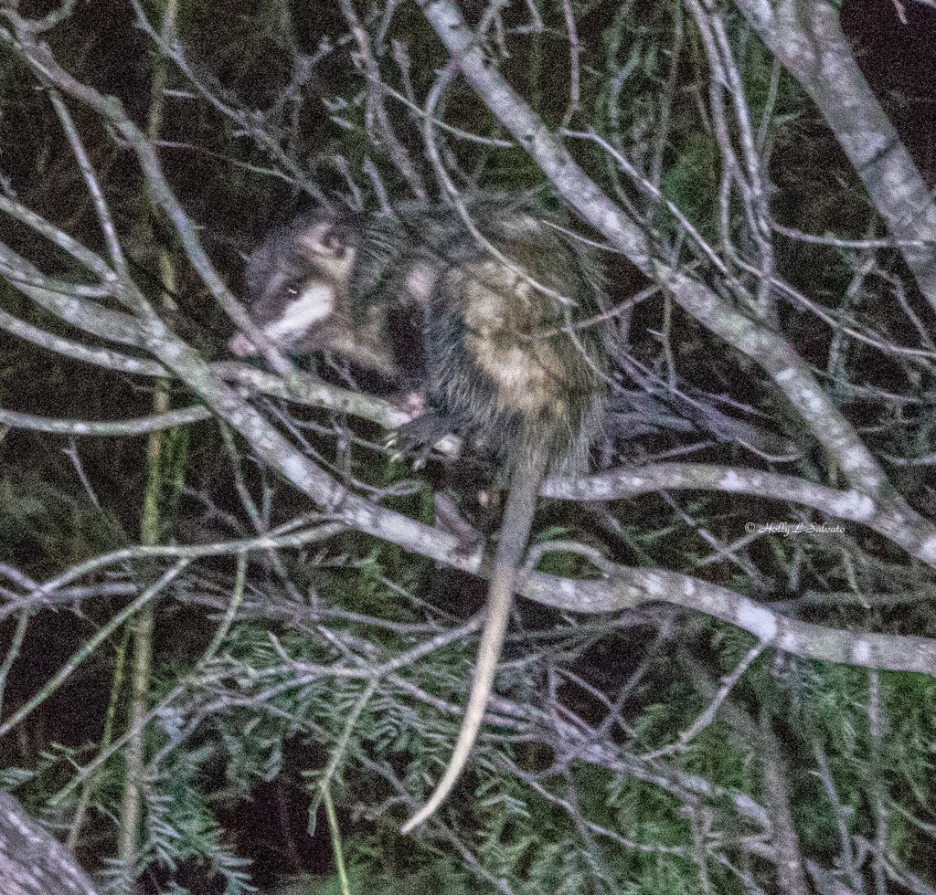 Virginia Opossum from Santa Margarita Ranch Starr County, TX, USA on ...
