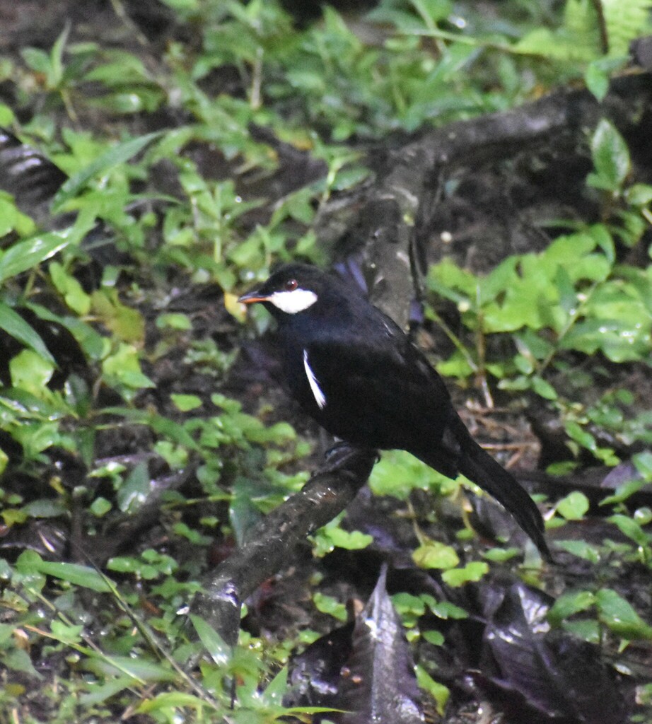 Black Solitaire from Reserva Privada Mashpi, Mashpi 150150, Ecuador on ...