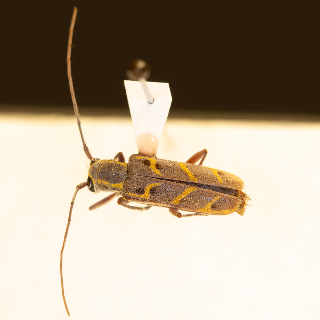 Elm Borer from Franklin County, MO, USA on May 1, 2024 at 08:36 PM by ...