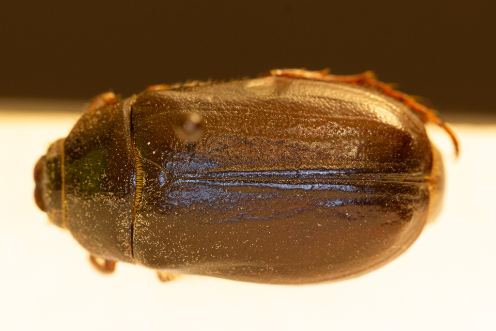 June Beetles from Franklin County, MO, USA on May 01, 2021 at 08:36 PM ...
